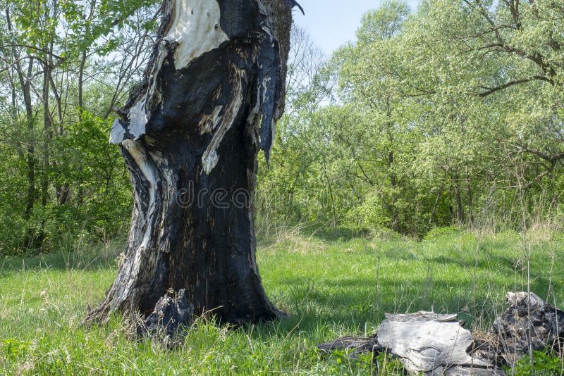 Burnt Tree. Tree Trunk Damaged by Fire Stock Photo - Image of outdoor ...