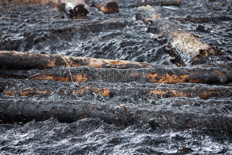 A Burnt Tree Trunk after a Fire Stock Photo - Image of disaster ...