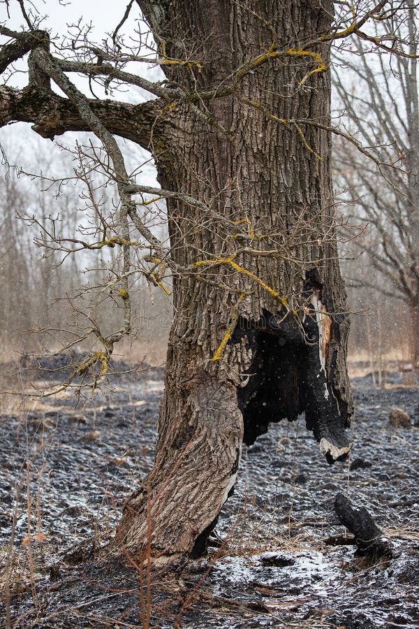 A Burnt Tree Trunk after a Fire Stock Photo - Image of environment ...