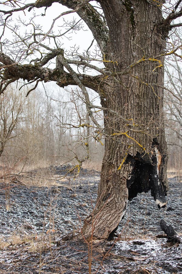 A Burnt Tree Trunk after a Fire Stock Image - Image of fireplace ...