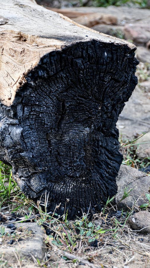 A Burnt Tree Trunk after a Fire Stock Image - Image of tree, backdrop ...