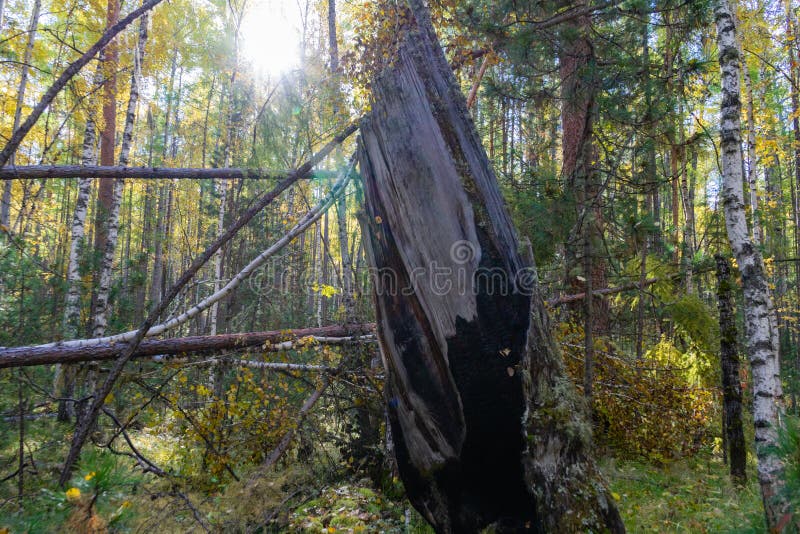 Burnt Tree Trunk Inside after Being Hit by Lightning Stock Image ...
