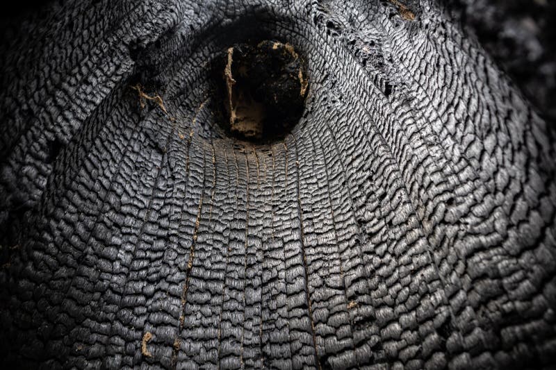 Burnt Tree Trunk, Inside View Stock Image - Image of outdoor, natural ...