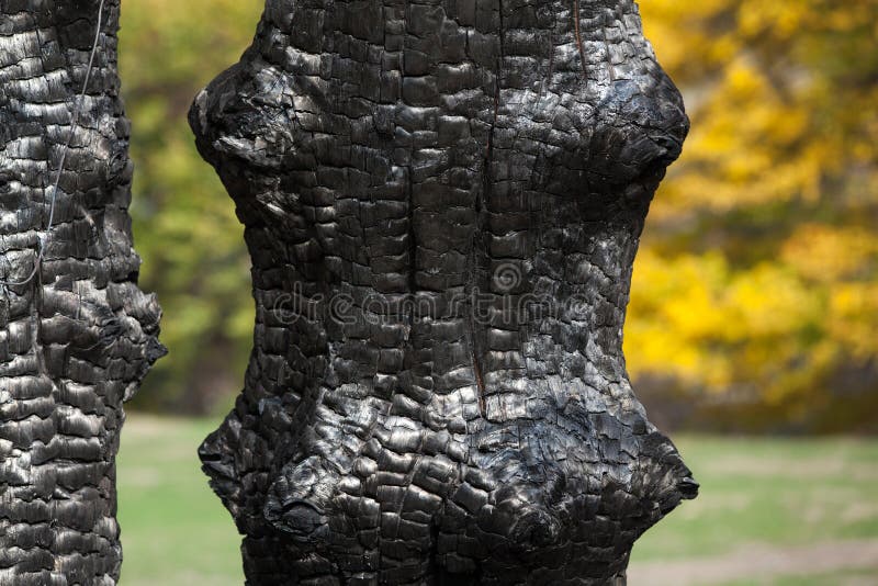 Burnt tree trunk stock photo. Image of fragile, burnt - 33099888