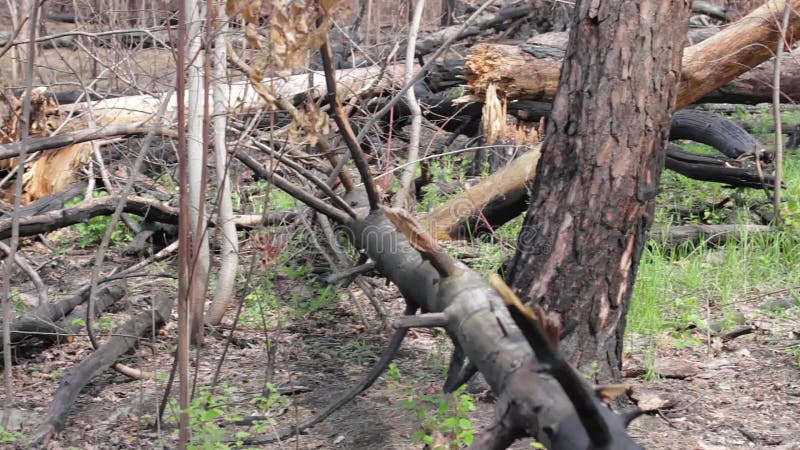A Burnt Tree in a Forest with Flying Ashes and Particles Stock Video ...
