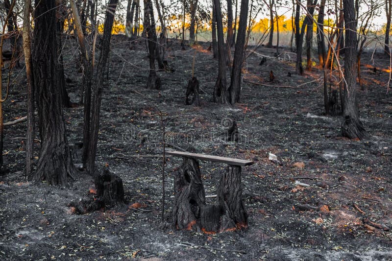Burnt Tree Trunks and a Makeshift Bench after a Big Fire in the Forest ...