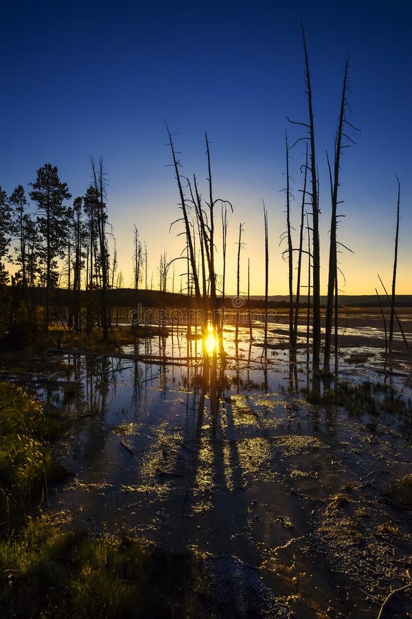 Burnt trees stock photo. Image of water, national, america - 26804524