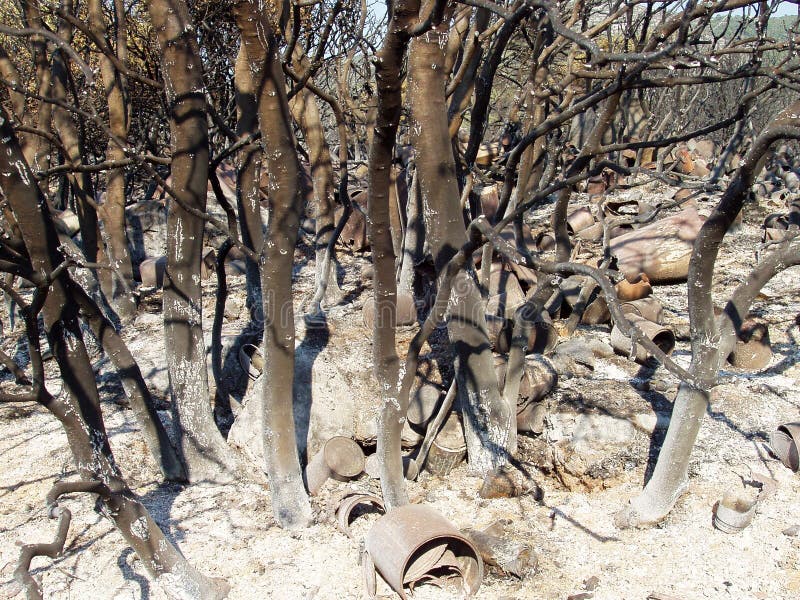 Burnt trees editorial photo. Image of oxygen, danger, catastrophe - 3051276