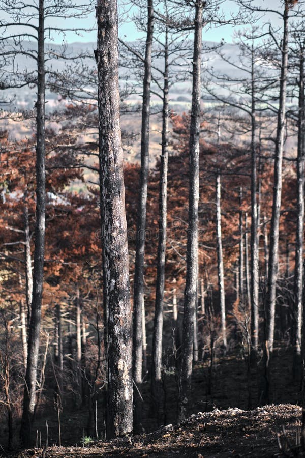 Burnt Trees in Aftermath of Legarda Fire Stock Image - Image of ...