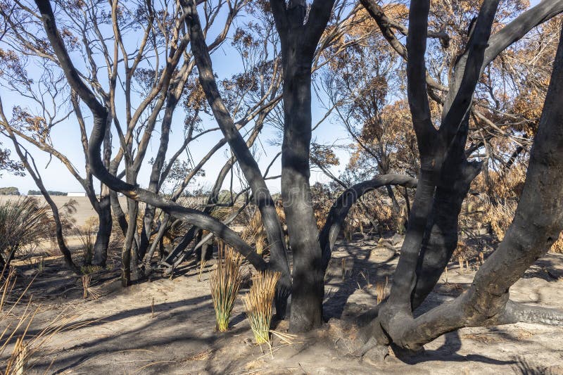 Burnt Trees in Australia stock image. Image of danger - 184115605