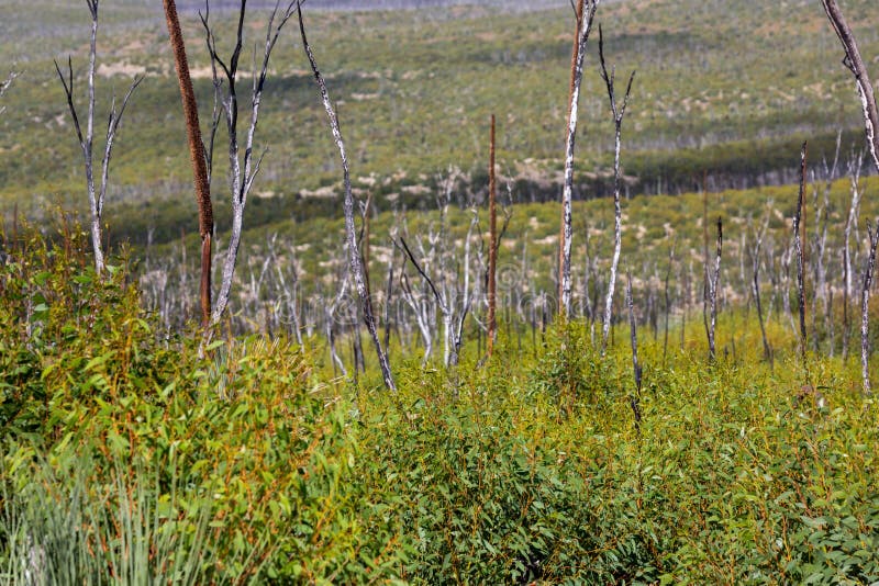 Burnt Trees in the Background and New Vegetation on Kangaroo Island on ...