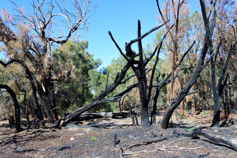 Burnt Trees after Controlled Bush Fire Stock Photo - Image of australia ...
