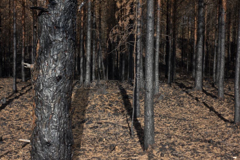 Burnt Trees after Forest Fire Stock Image - Image of north, evergreen ...