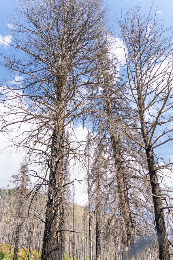 Burnt Trees after Devastating Forest Wildfire Stock Image - Image of ...