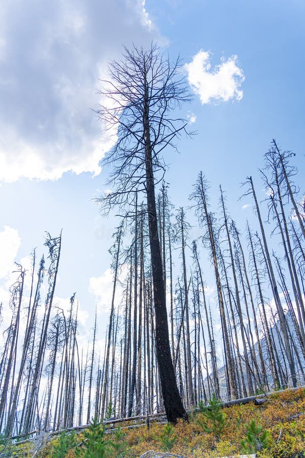 Burnt Trees after Devastating Forest Wildfire Stock Photo - Image of ...