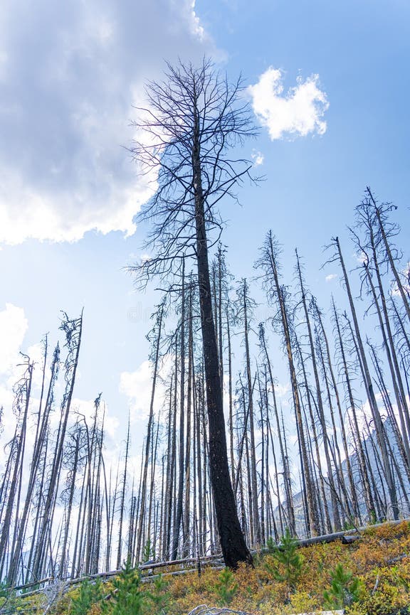Burnt Trees after Devastating Forest Wildfire Stock Photo - Image of ...