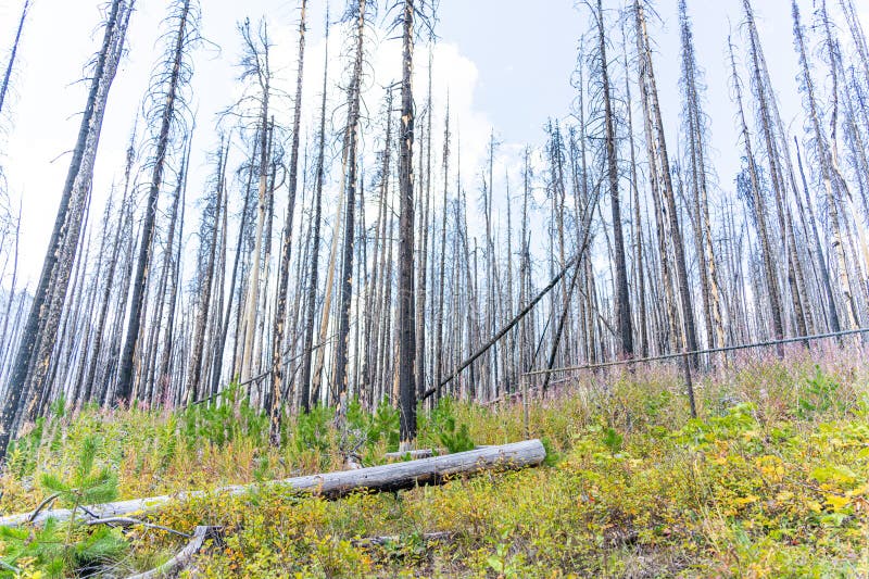 Burnt Trees after Devastating Forest Wildfire Stock Photo - Image of ...