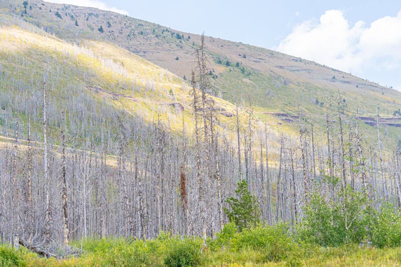 Burnt Trees after Devastating Forest Wildfire Stock Photo - Image of ...
