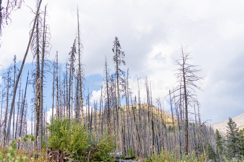 Burnt Trees after Devastating Forest Wildfire Stock Image - Image of ...