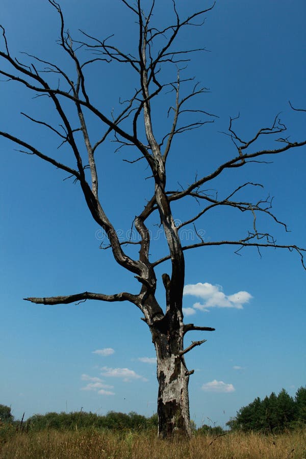 Burnt trees stock image. Image of dead, burnt, cloud - 36348097