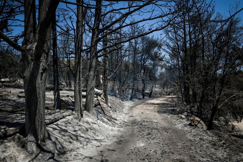 Burnt Trees after a Fire in the Coniferous Forest Stock Image - Image ...