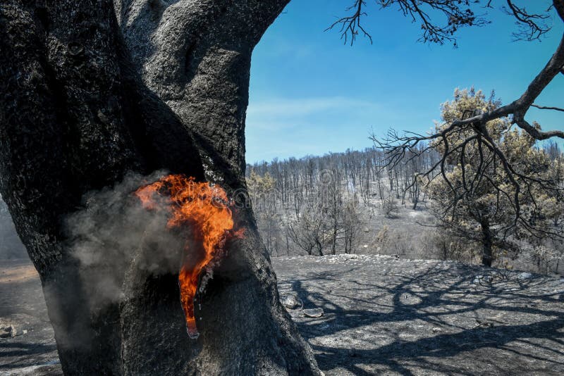 Burnt Trees after a Fire in the Coniferous Forest Stock Photo - Image ...