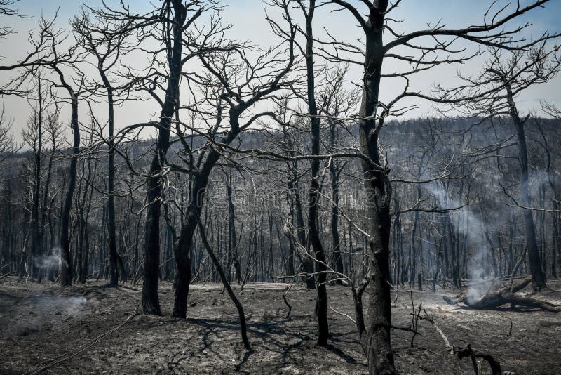 Burnt Trees after a Fire in the Coniferous Forest Stock Image - Image ...
