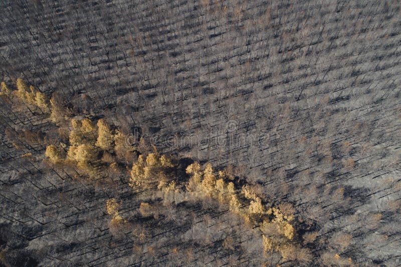 Burnt Trees after a Forest Fire, Aerial Top View Dead Black Forest ...