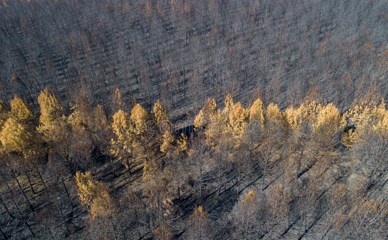 Burnt Trees after a Forest Fire, Aerial Top View Dead Black Forest ...