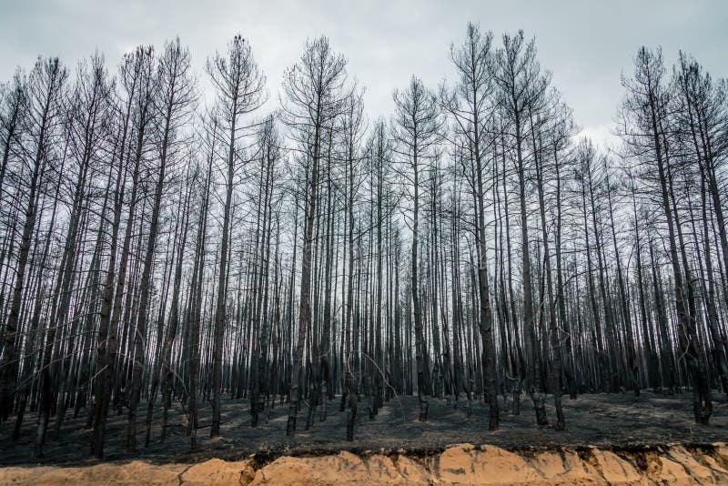 Burnt Trees after a Forest Fire. Stock Photo - Image of ecology, view ...