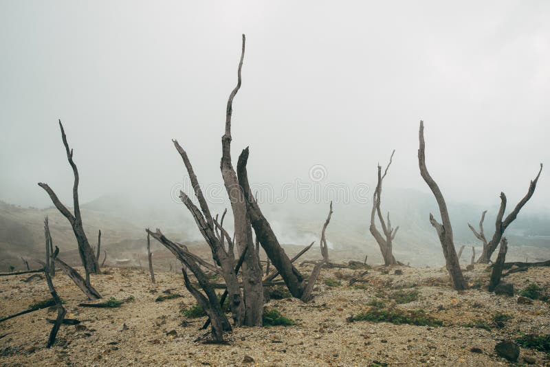 Burnt Trees after a Forest Fire. Dead Black Forest after Fire Stock ...