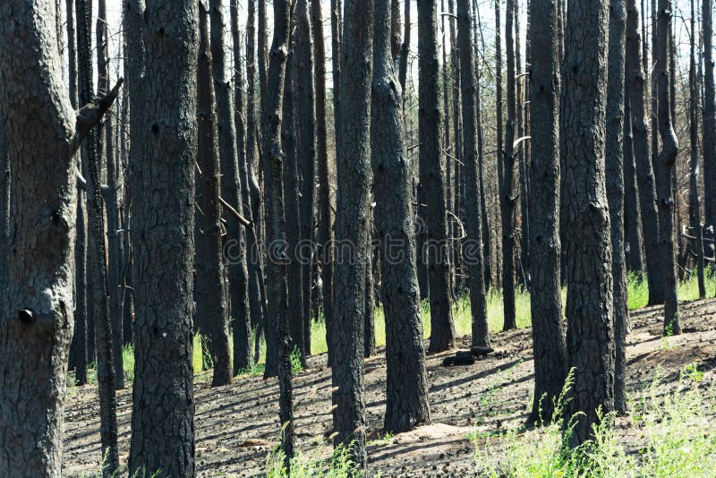 Burnt Trees after a Forest Fire. Black Charred Tree Trunks. Stock Image ...