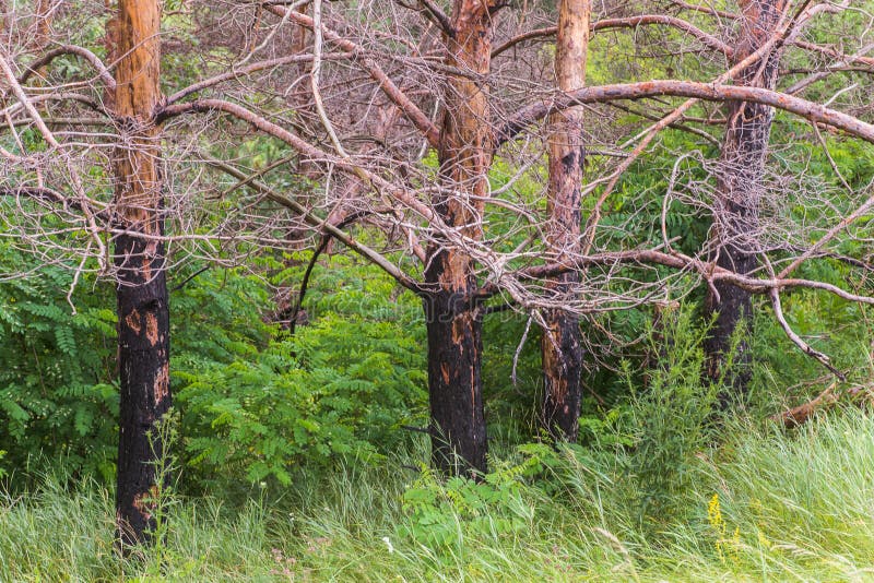 Burnt Trees in the Forest. Pine Branches after a Fire. Disaster Stock ...