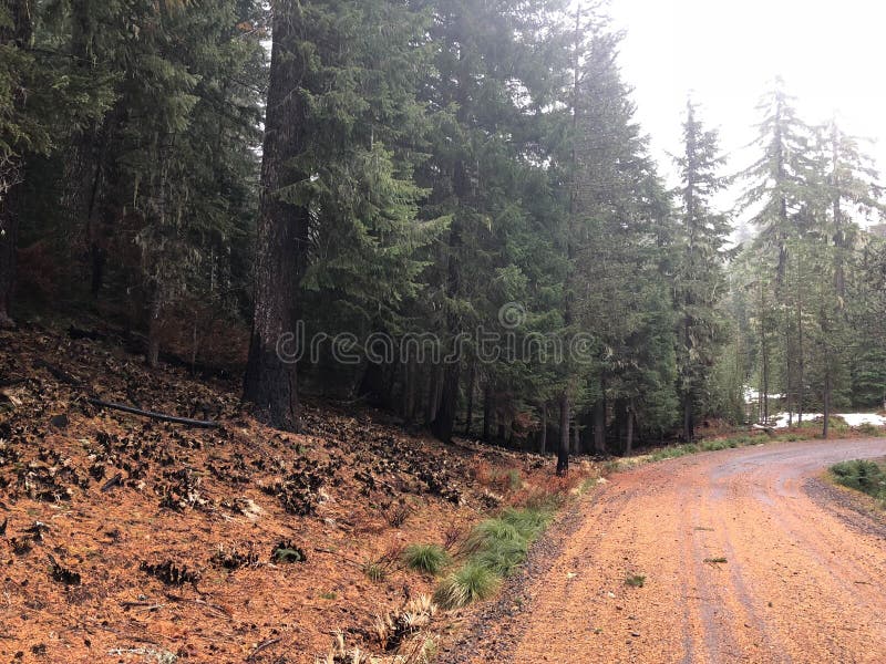 Burnt Trees Near Mountain Road Stock Image - Image of road, destroy ...