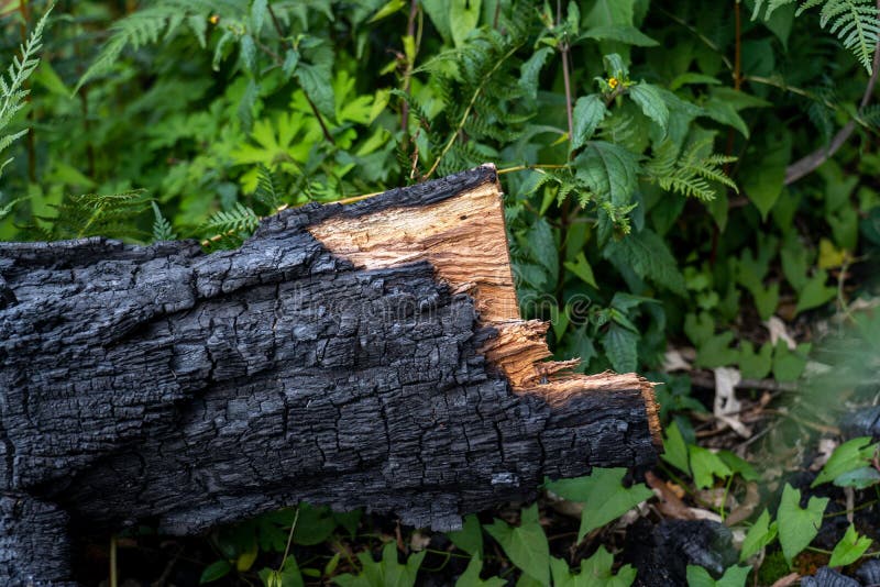 Burnt Trunk of a Tree during the Australian Bushfire, Close-up Stock ...