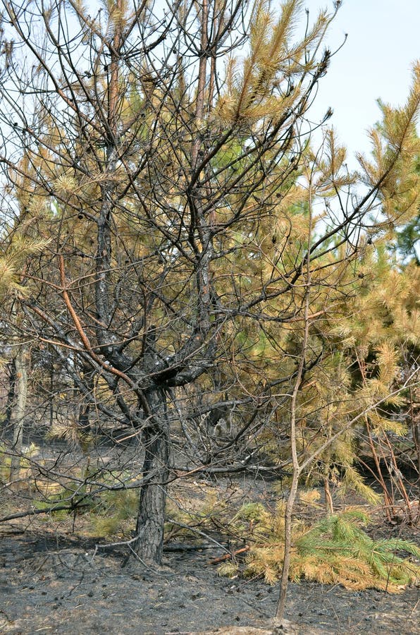 Burnt Trunk of a Young Pine Tree. Stock Image - Image of habitat ...