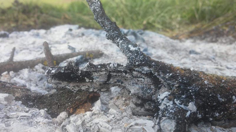 Burnt wood . stock photo. Image of nature, frost, snow - 179203044