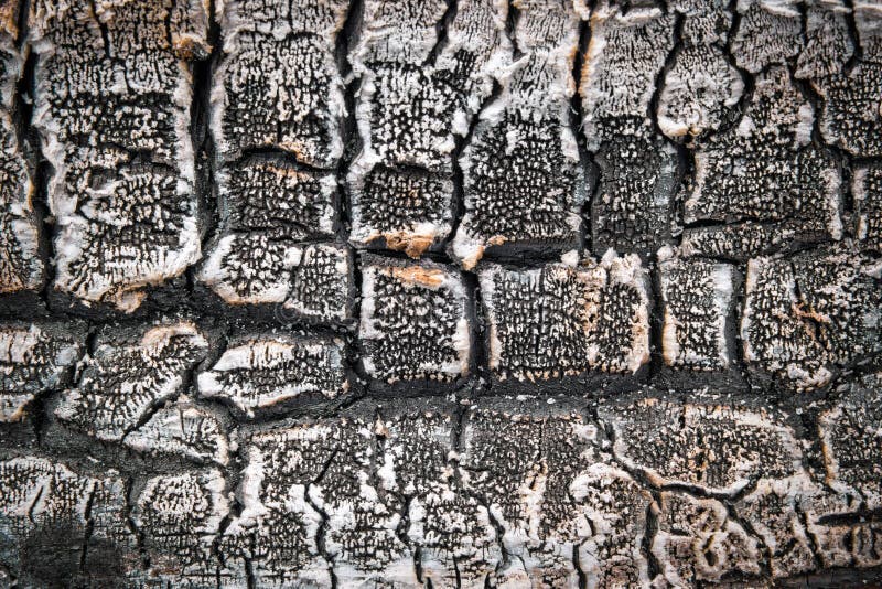 Burnt wooden log stock image. Image of white, wooden - 369063171