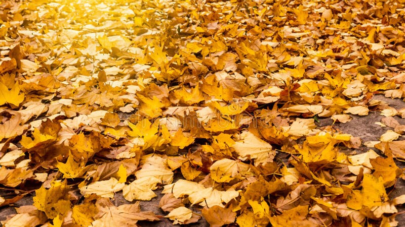 Burnt Yellow Leaves Cover the Ground. Stock Illustration - Illustration ...