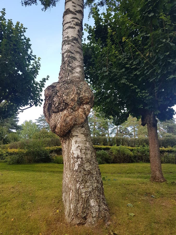 Burr or burl on tree stock photo. Image of forest, background - 156461978