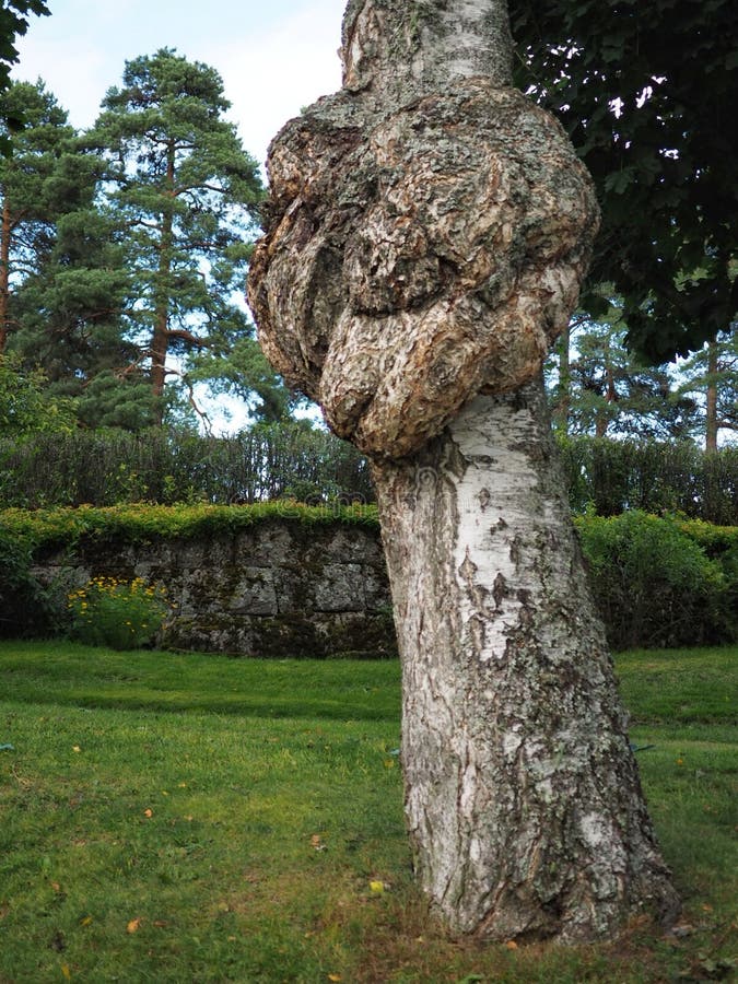 Burr or burl on tree stock photo. Image of forest, background - 156461978