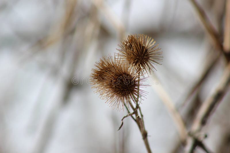 Burr stock photo. Image of bloom, growing, hook, bush - 39133562