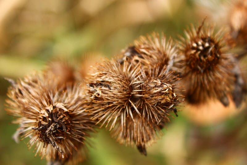 Burr Weed stock image. Image of background, barb, spike - 11291105