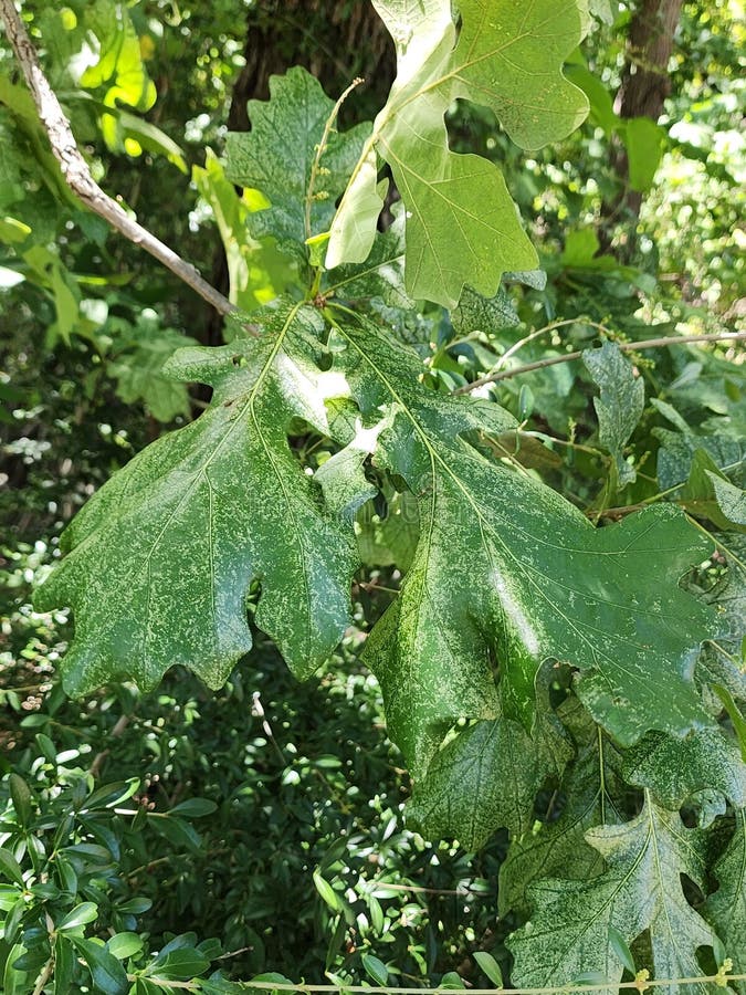 Burr Oak Leaves stock image. Image of herb, deciduous - 284307931