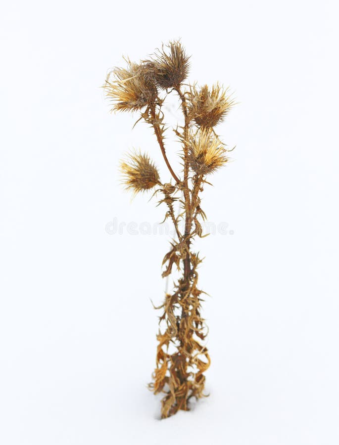 Burr in Snow, Winter, Wite, Herb, Plant, Nature Stock Photo - Image of ...