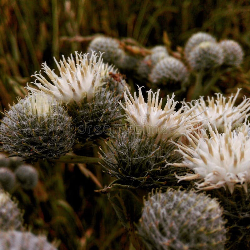 Burr stock image. Image of burr, flowers, macro, blossomed - 91350153