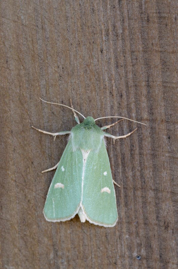 Calamia Tridens Stock Photos - Free & Royalty-Free Stock Photos from ...