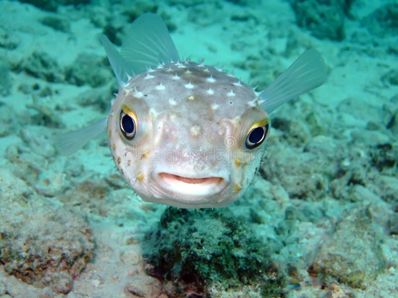 Burrfish zdjęcie stock. Obraz złożonej z kolor, śluzowaty - 15407276