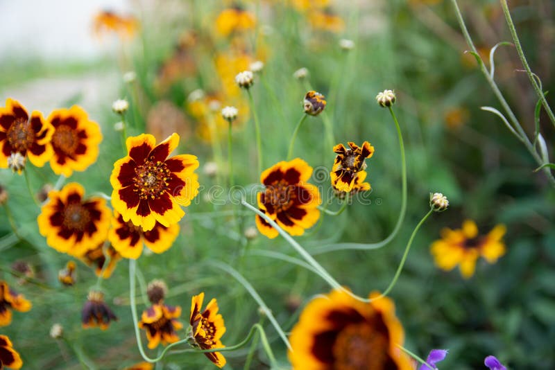 Burridges Greenthread Cosmidium Burridgeanum in Garden Stock Photo ...