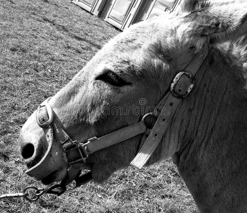 Burro En Blanco Y Negro Lindo Con Aspecto Atento Al Aire Libre Imagen ...